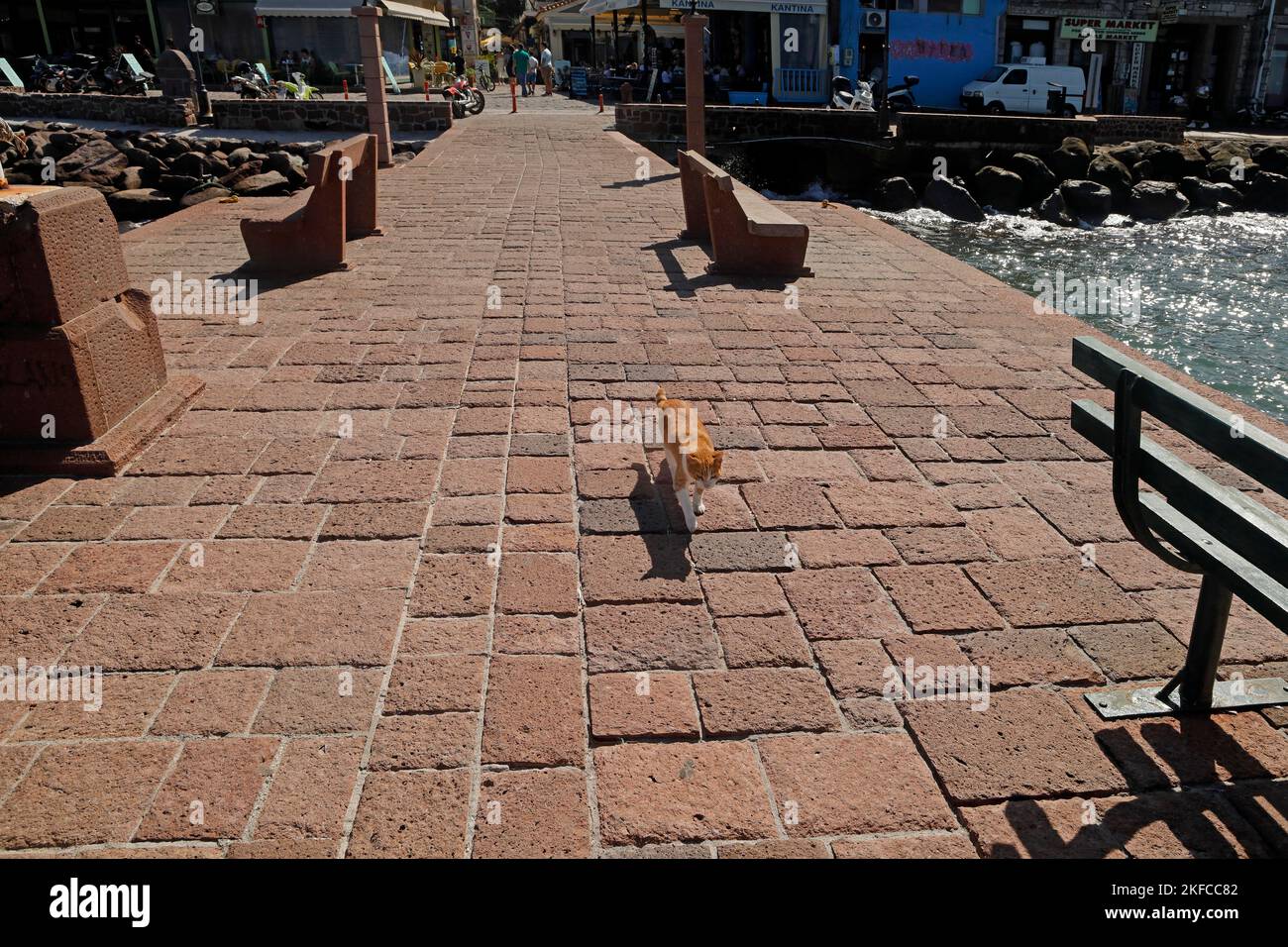 Small cat walking on stone jetty, Petra, Lesbos. October 2022. Autumn ...