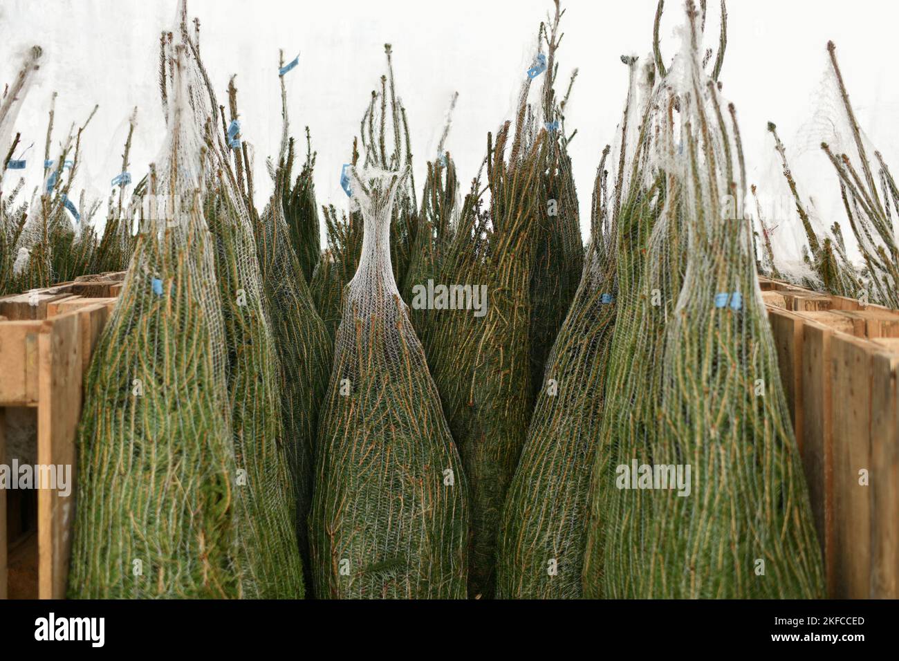 Christmas trees wrapped in plastic nets Stock Photo - Alamy