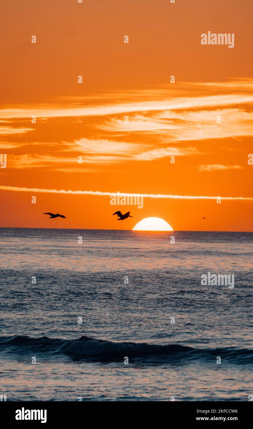 Two seagulls flying over the sea at golden hour Stock Photo - Alamy