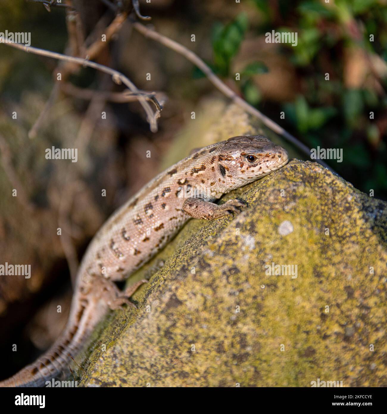 A closeup shot of a lizard sunbathing on a rock Stock Photo - Alamy