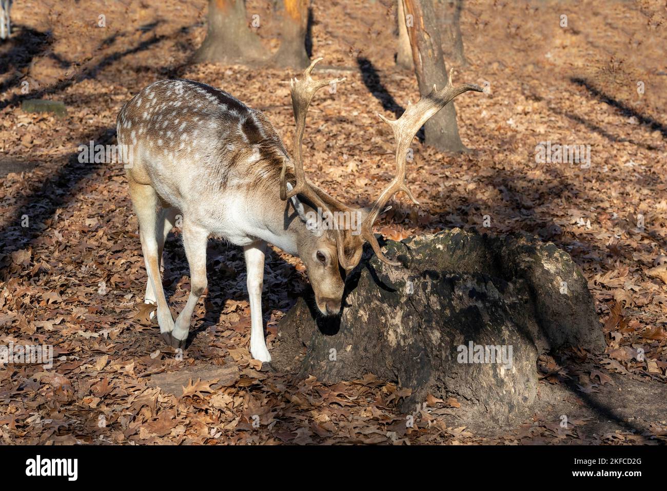 The fallow deer (Dama dama) .This deer is native species to Europe ...