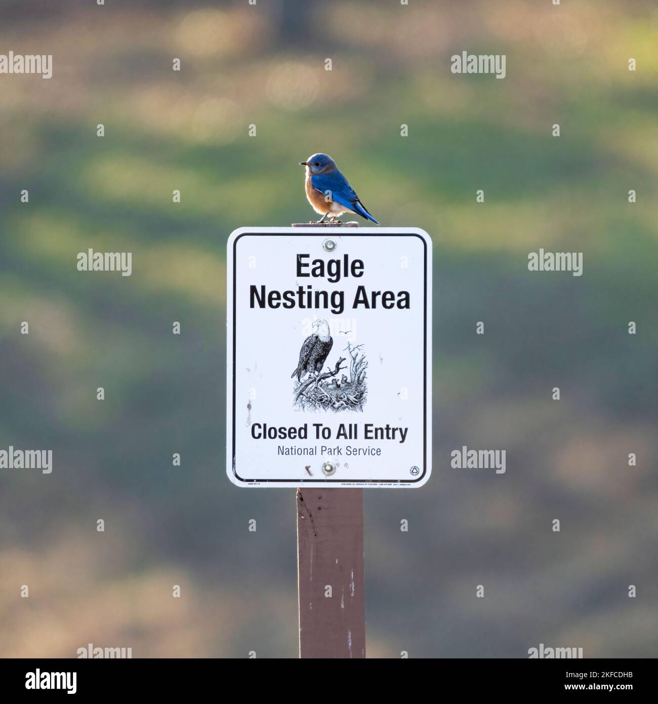 Bluebird nesting area hi-res stock photography and images - Alamy