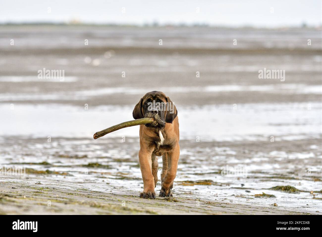 walking Old English Mastiff Puppy Stock Photo - Alamy