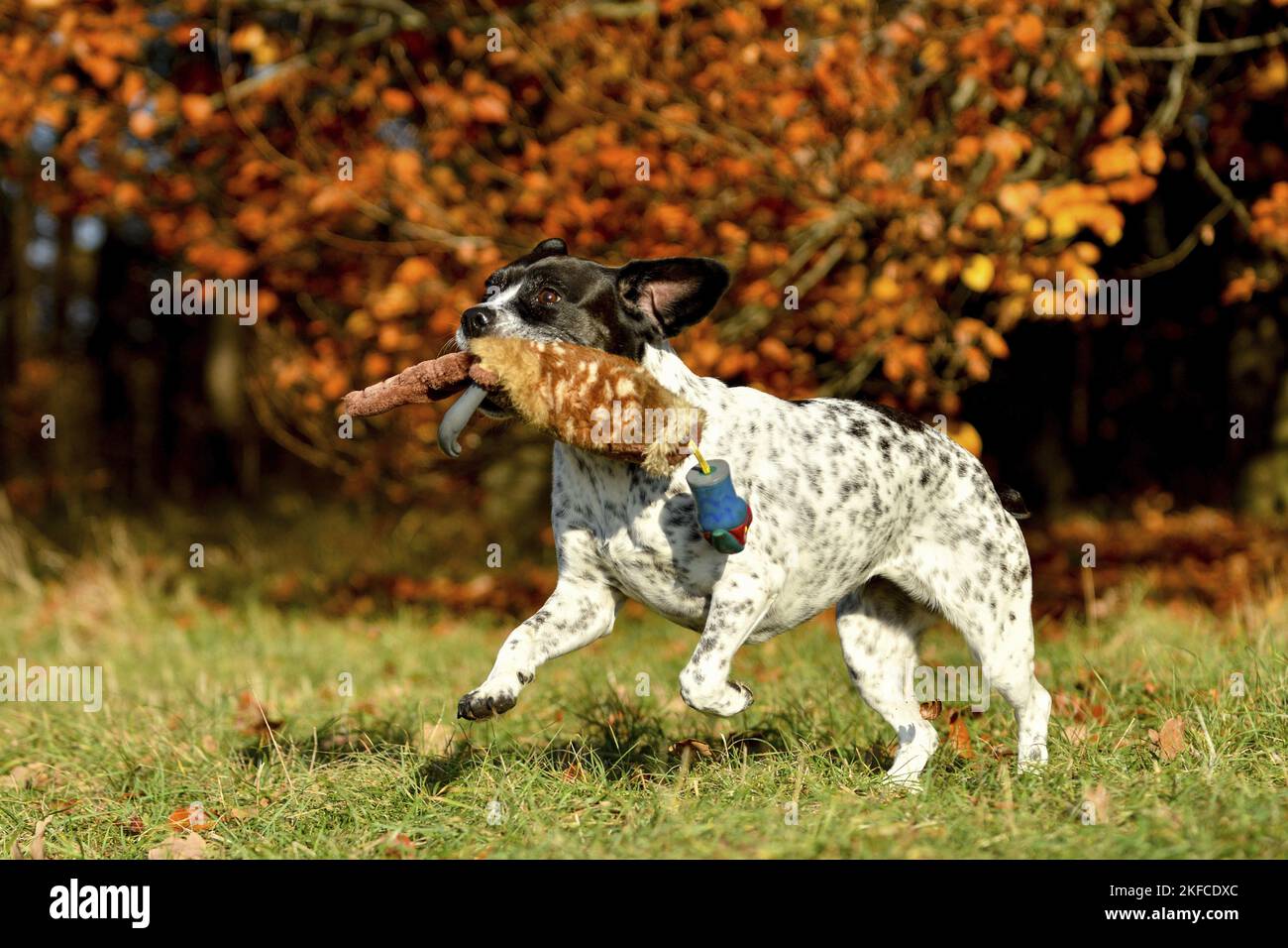 Pointer french bulldog mongrel hi-res stock photography and images - Alamy