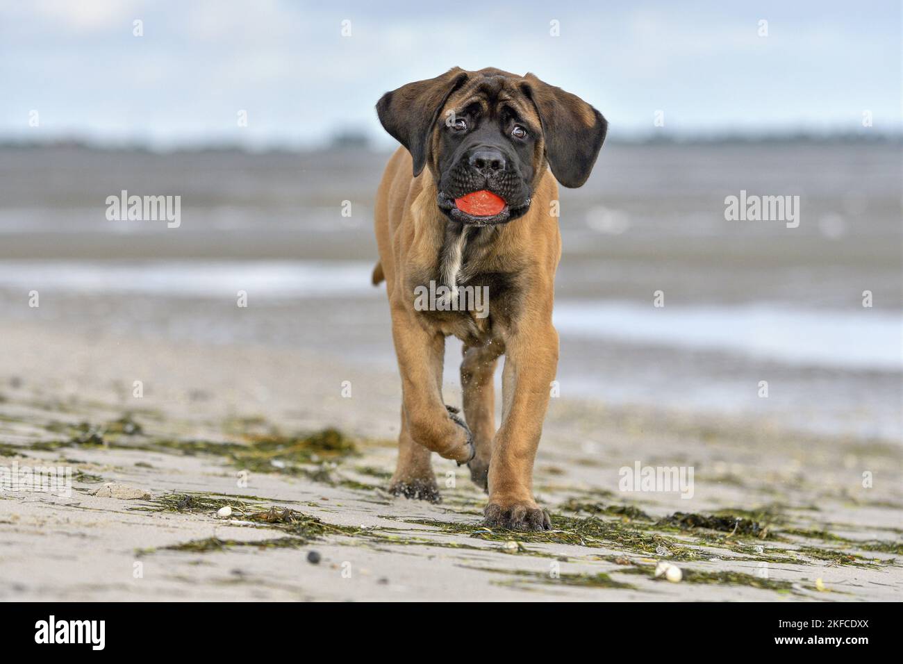 running Old English Mastiff Puppy Stock Photo - Alamy