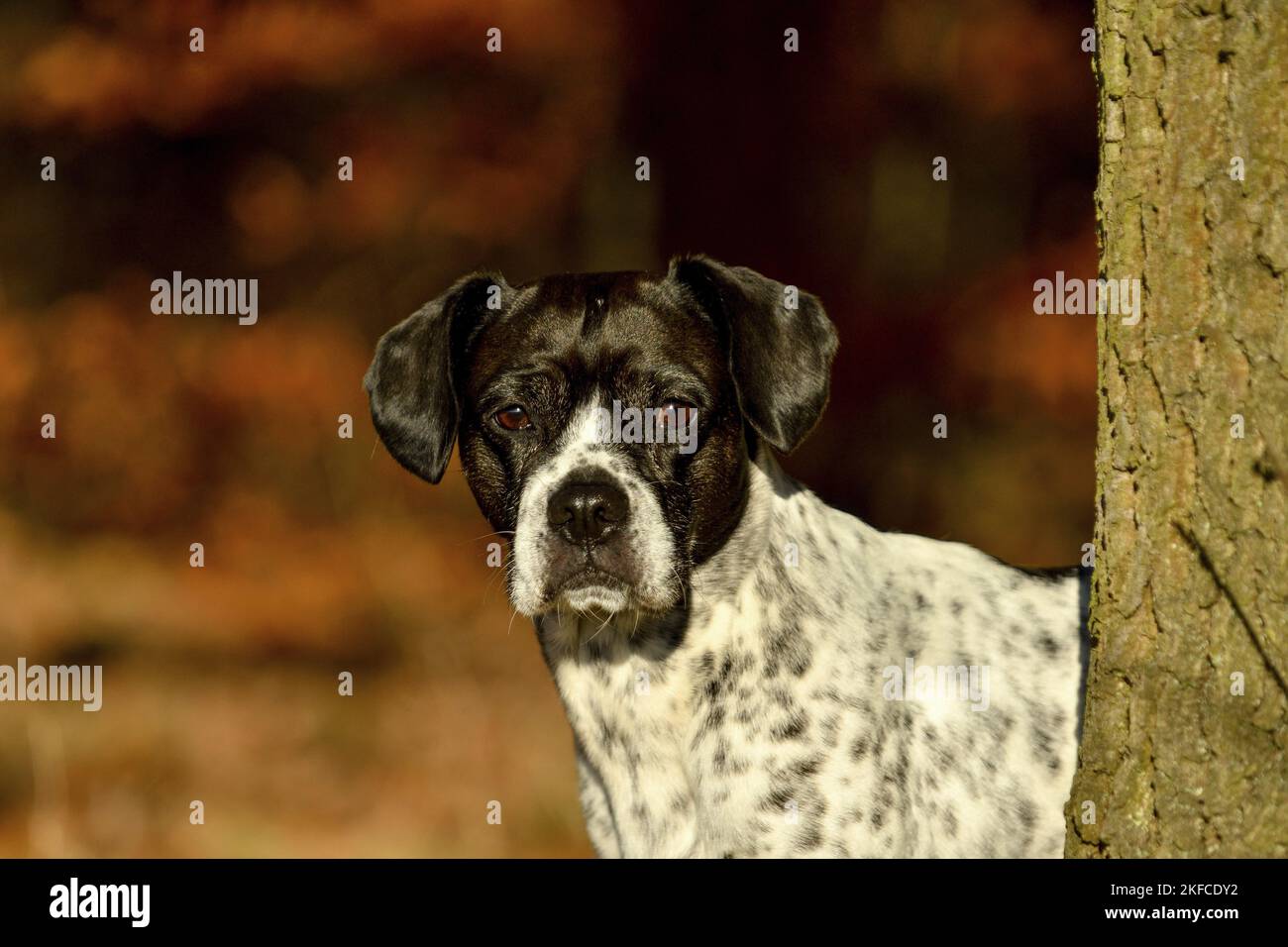 Boxer French Bulldog Mix