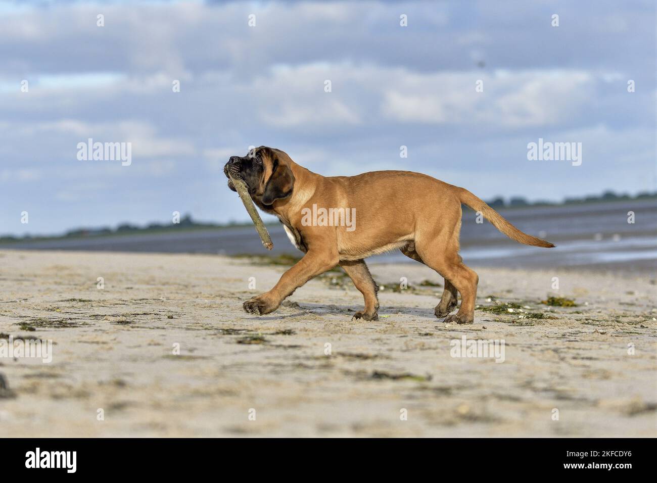 English mastiff side view hi-res stock photography and images - Alamy
