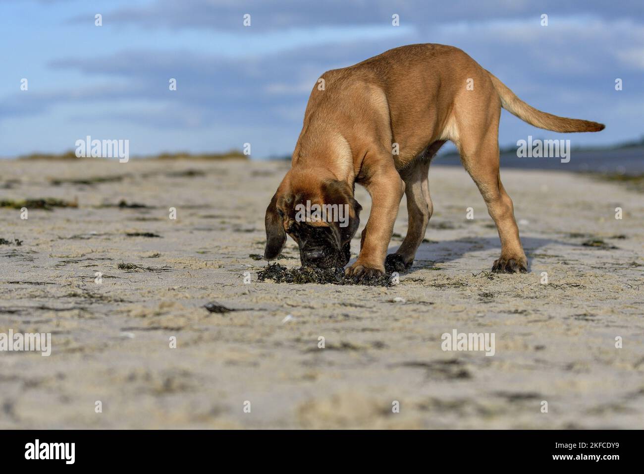 standing Old English Mastiff Puppy Stock Photo - Alamy