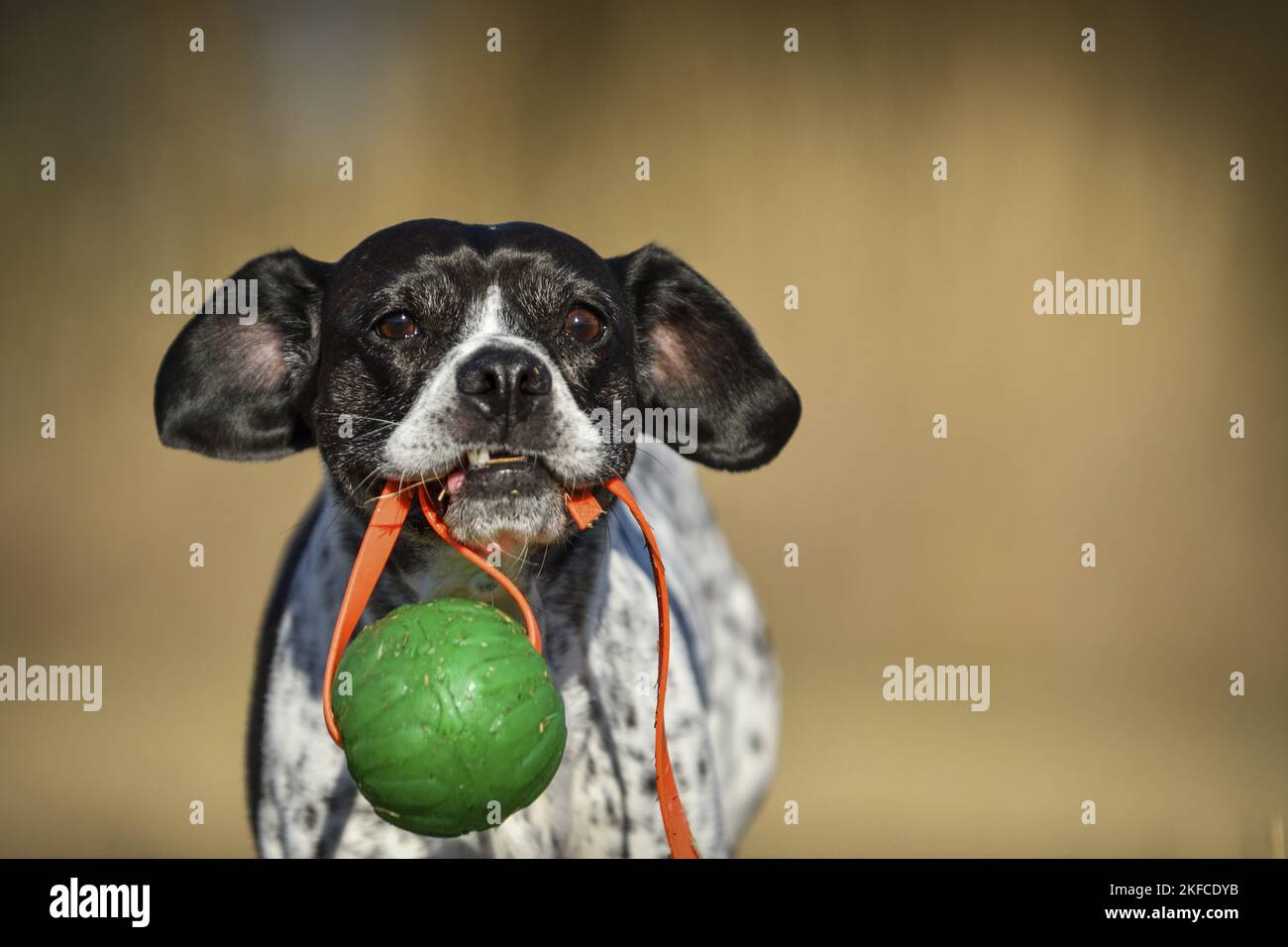 Pointer french bulldog mongrel hi-res stock photography and images - Alamy