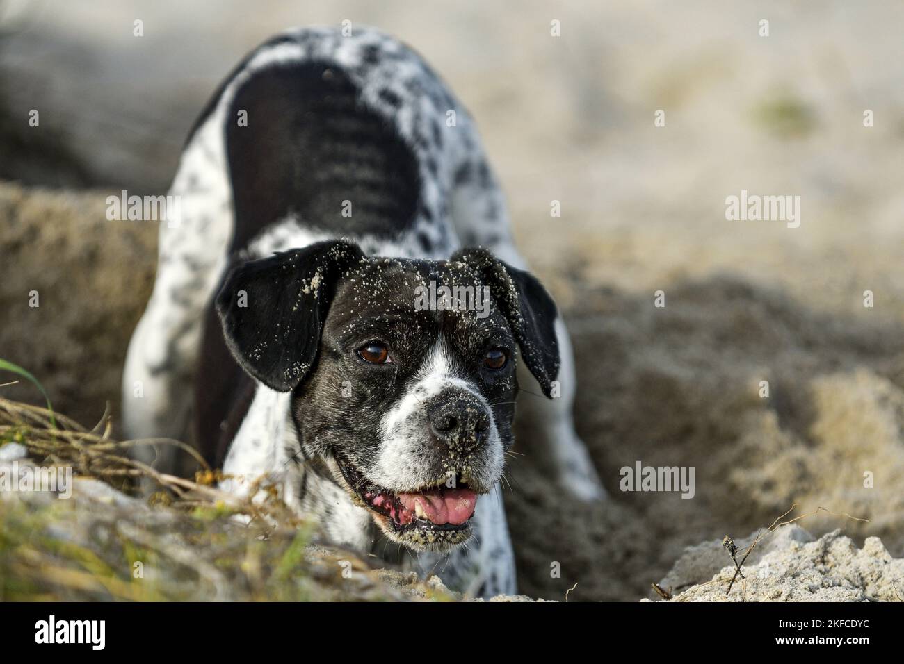 Pointer-French-Bulldog-Mix in the sand Stock Photo - Alamy