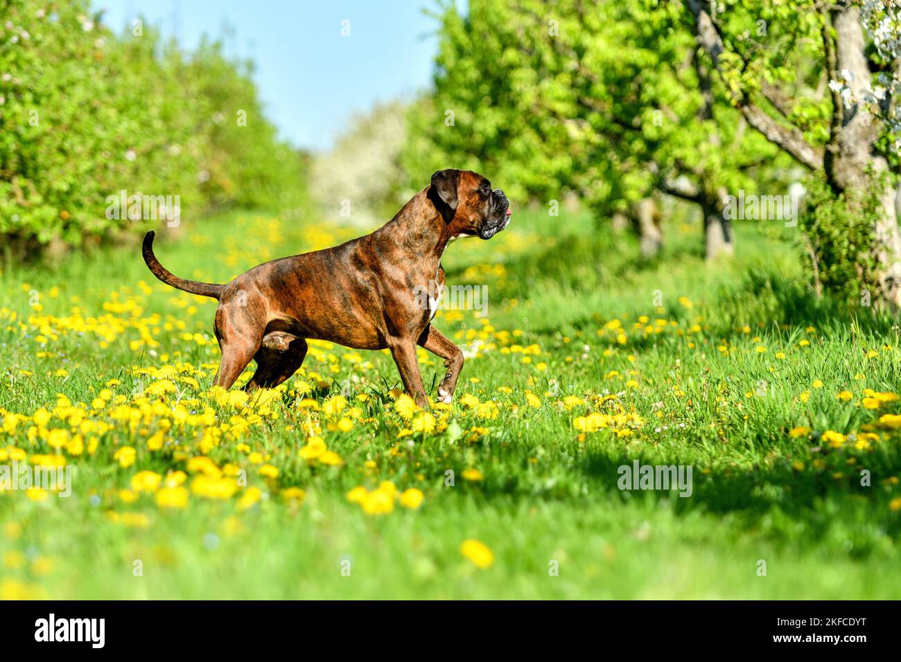 walking German Boxer Stock Photo - Alamy