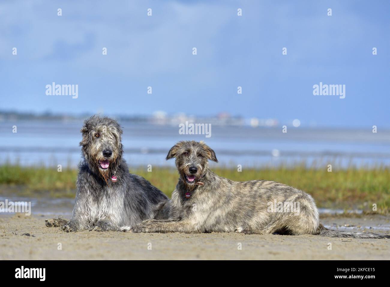 lying Irish Wolfhounds Stock Photo - Alamy