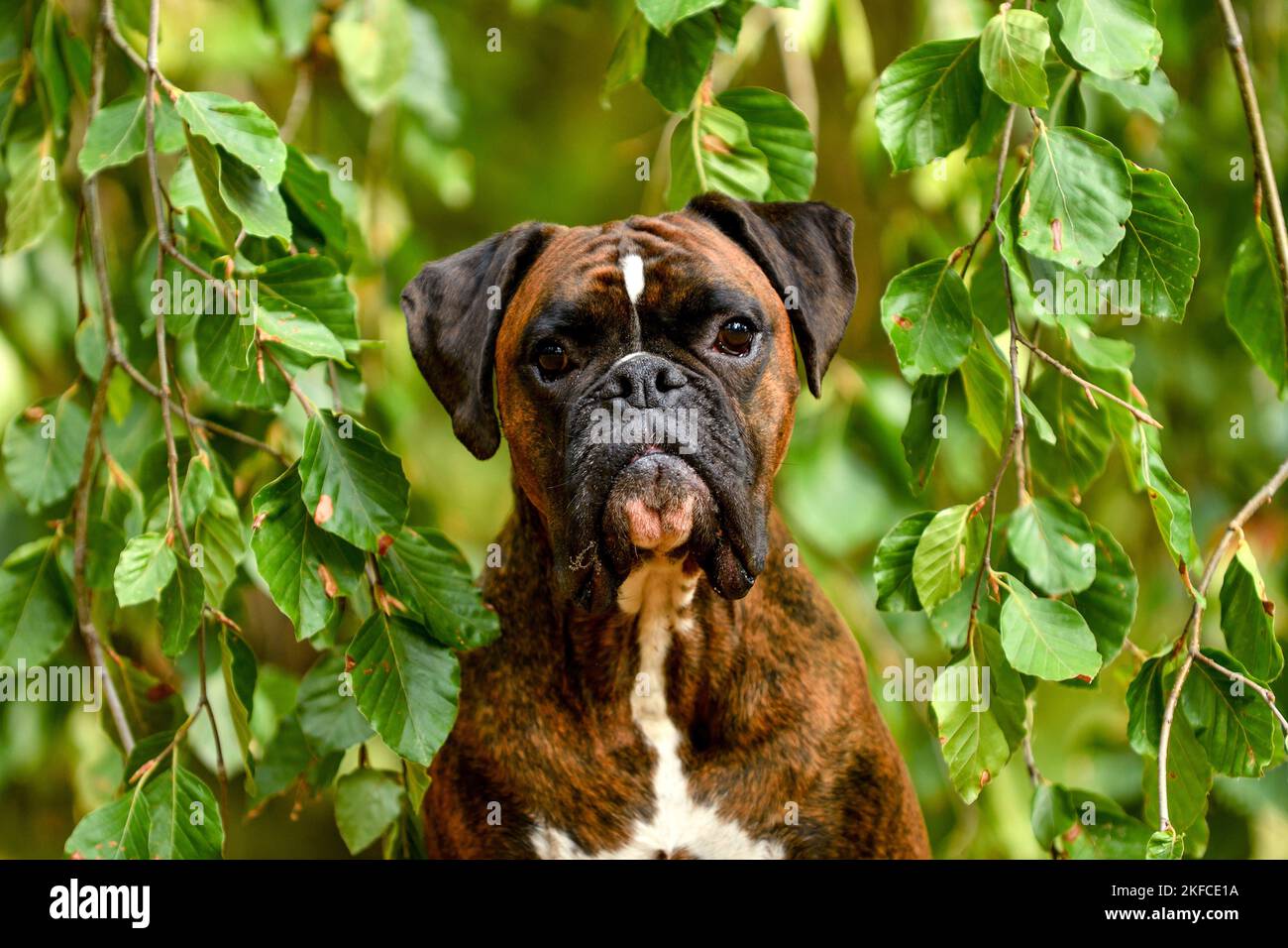 German Boxer portrait Stock Photo - Alamy