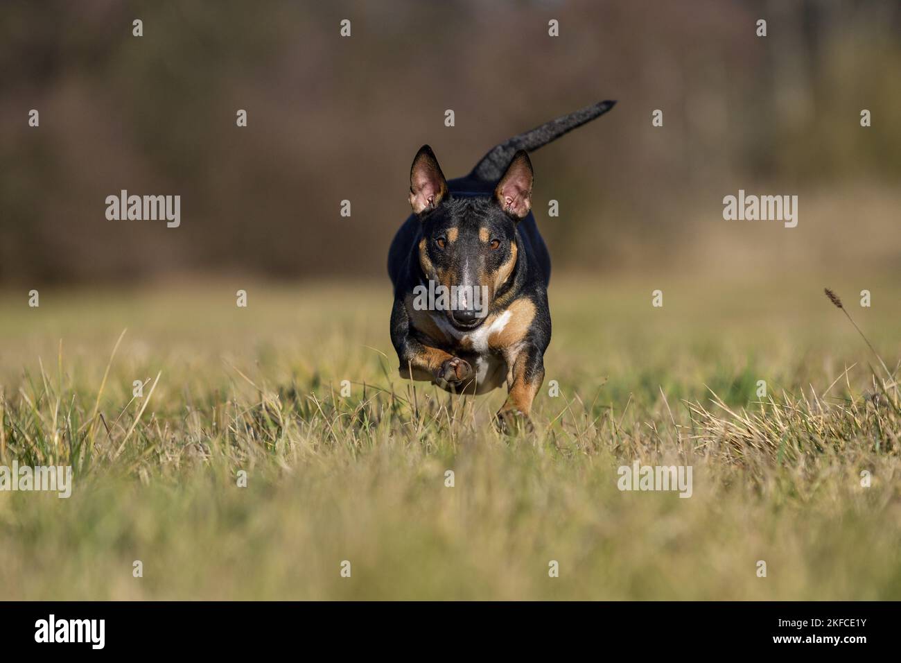 running Miniature Bull Terrier Stock Photo - Alamy