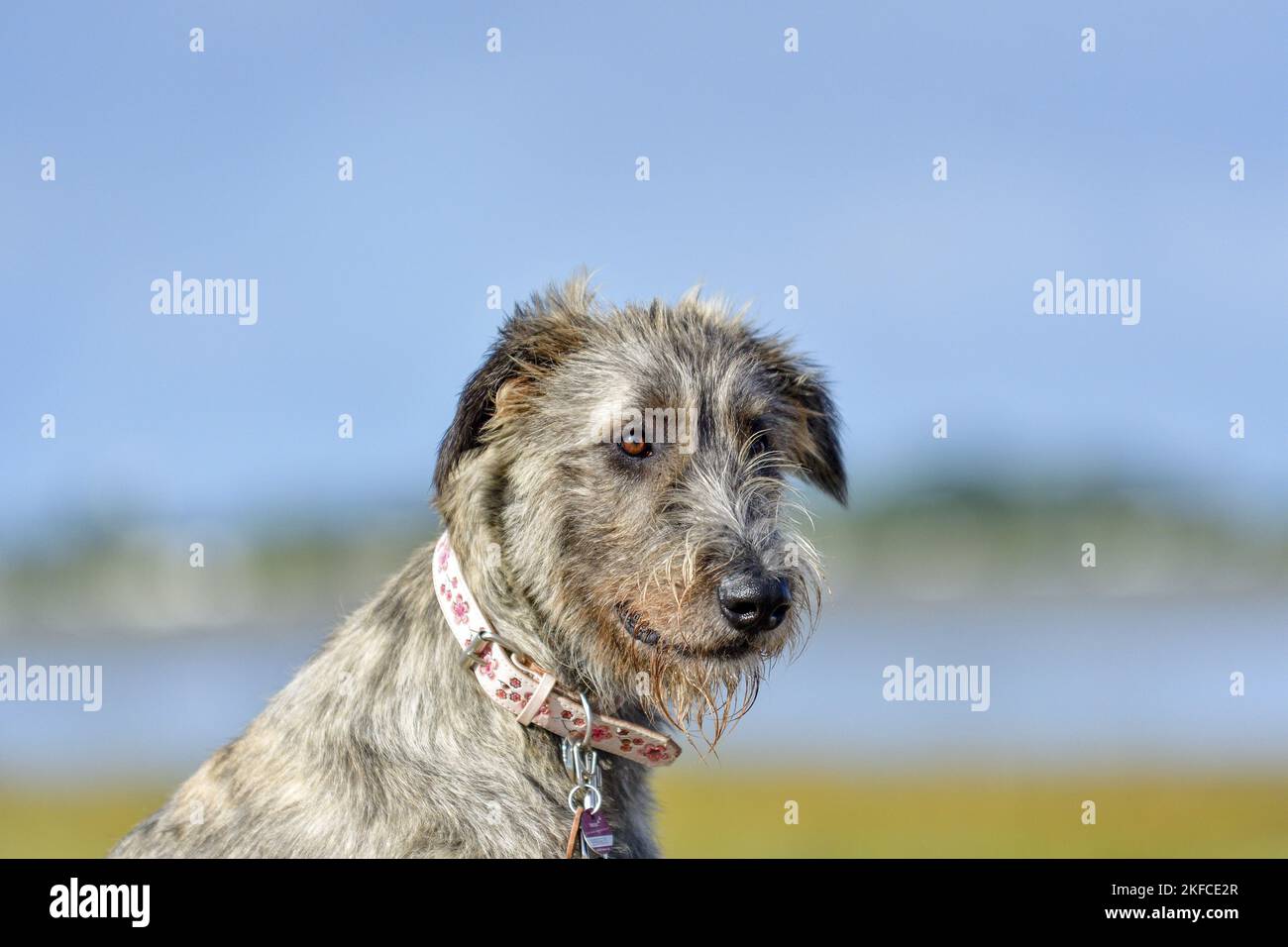 Irish Wolfhound portrait Stock Photo - Alamy