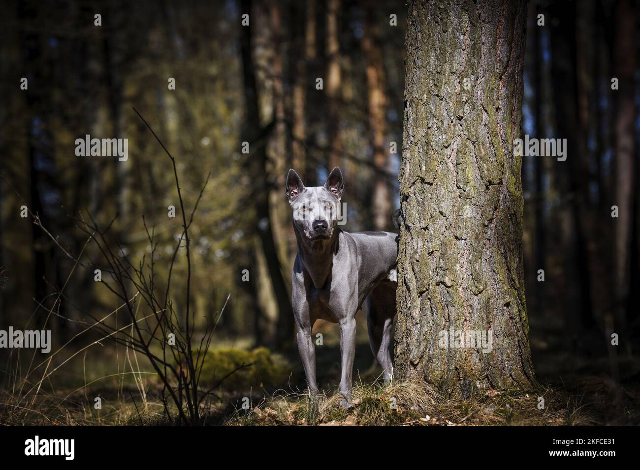 standing Thai Ridgeback Stock Photo - Alamy
