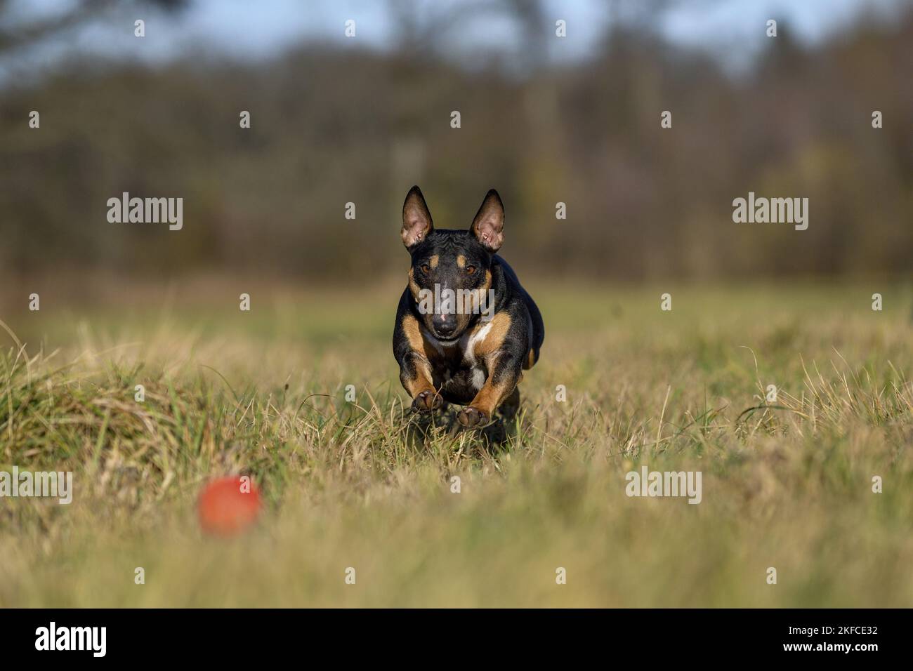 running Miniature Bull Terrier Stock Photo - Alamy