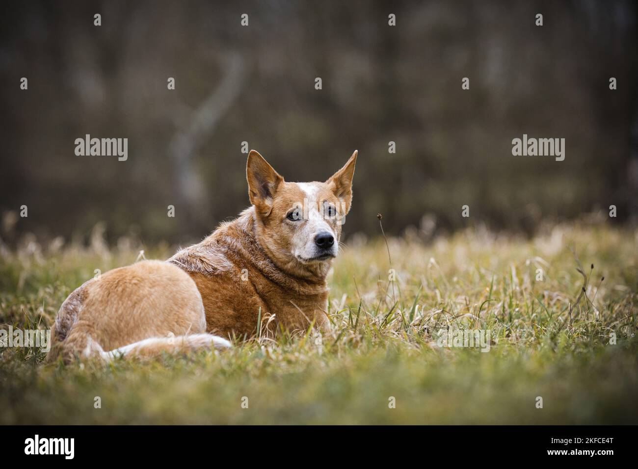 lying Australian Cattle Dog Stock Photo - Alamy