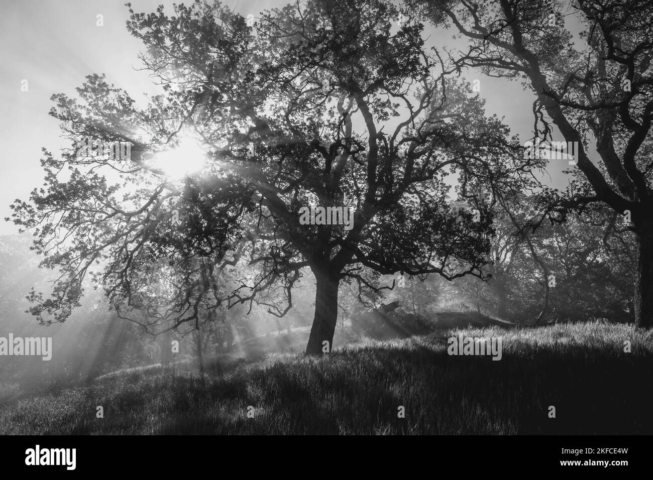 A grayscale of a big oak tree with a glimpse of sunlight shining ...