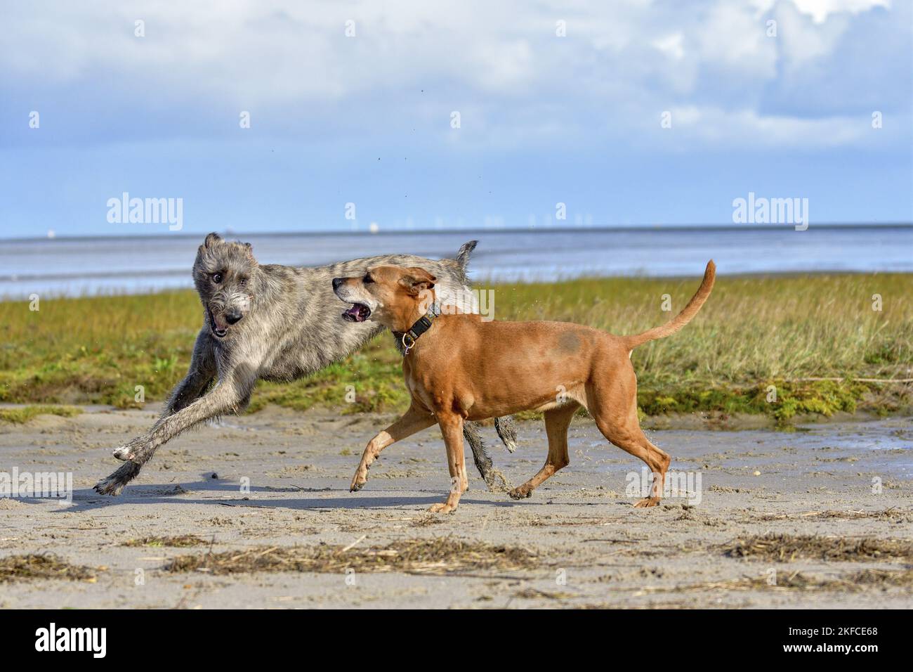 American-Pit-Bull-Terrier-Rhodesian-Ridgeback-Mongrel with Irish ...