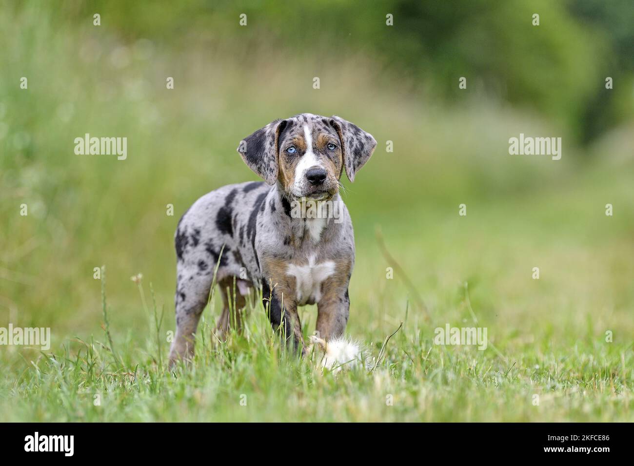 Louisiana Catahoula Leopard Dog Puppy Stock Photo - Alamy