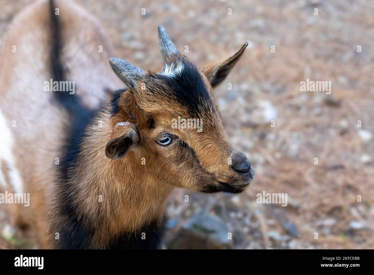The pygmy goat in wildlife park. African pygmy goat is domestic ...