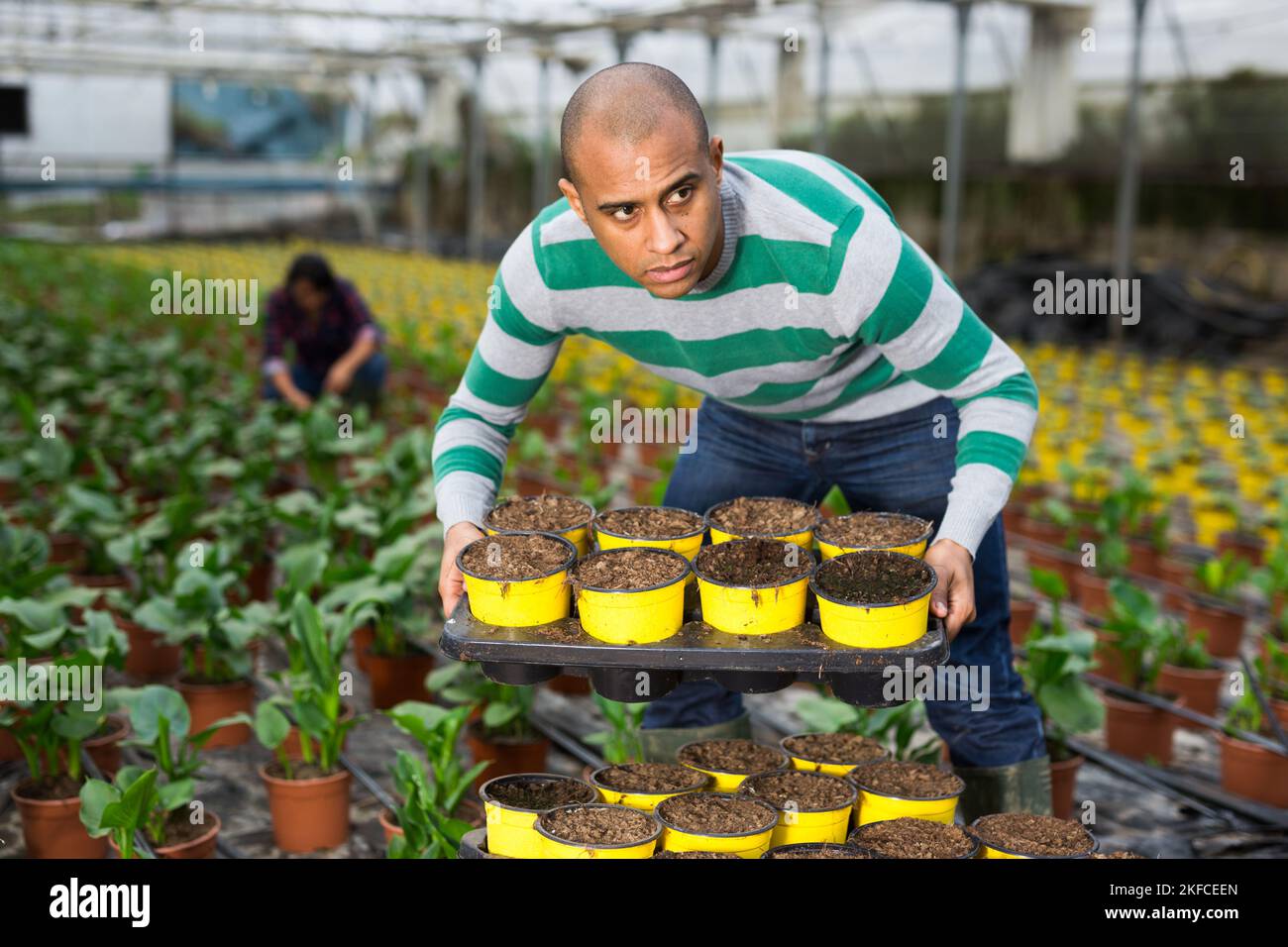 Professional gardener working hi-res stock photography and images - Alamy