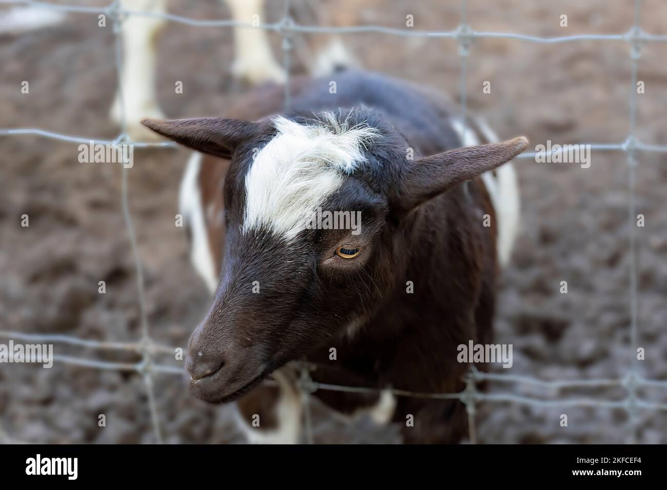 The pygmy goat in wildlife park. African pygmy goat is domestic ...