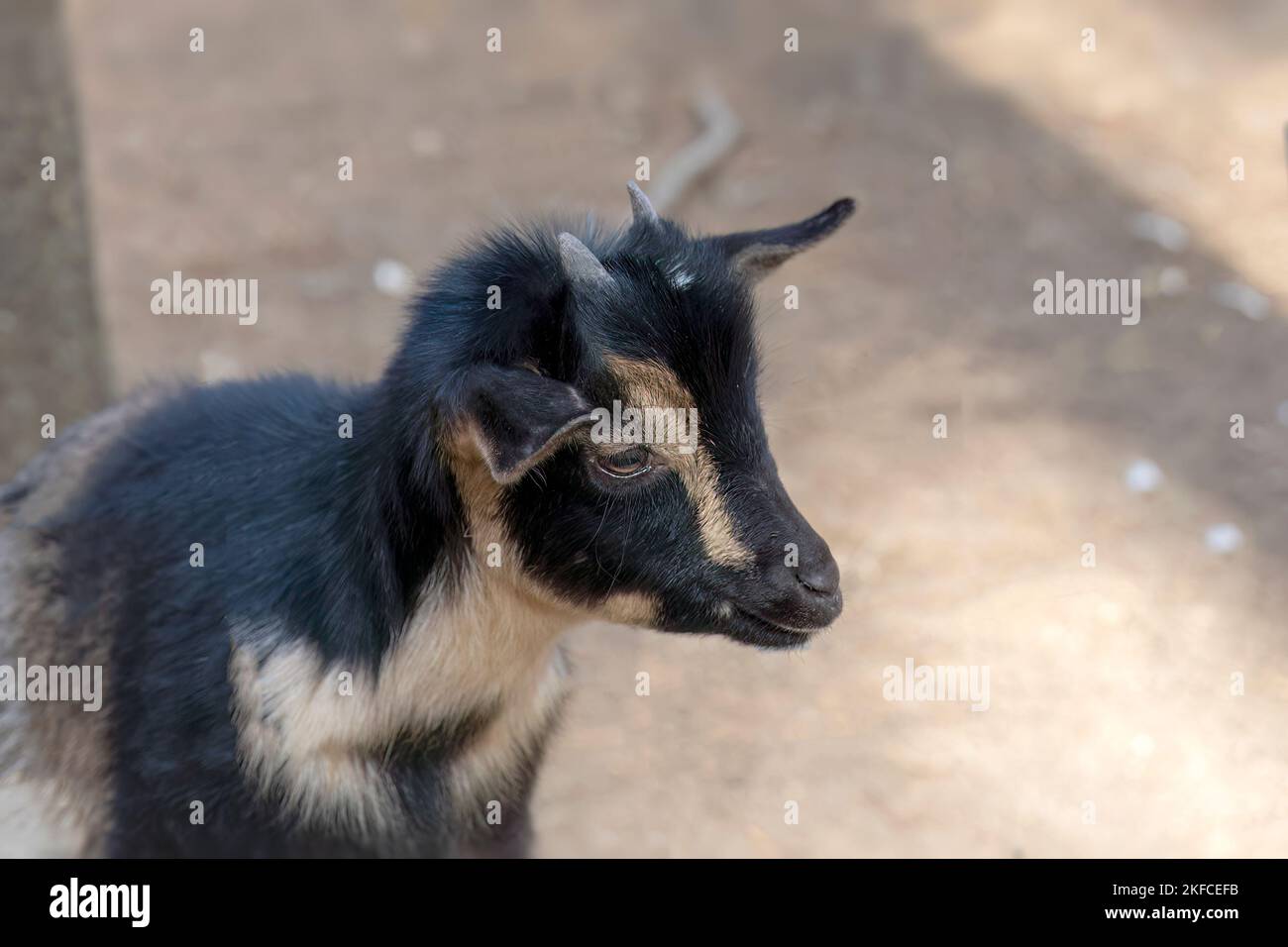 The pygmy goat in wildlife park. African pygmy goat is domestic ...
