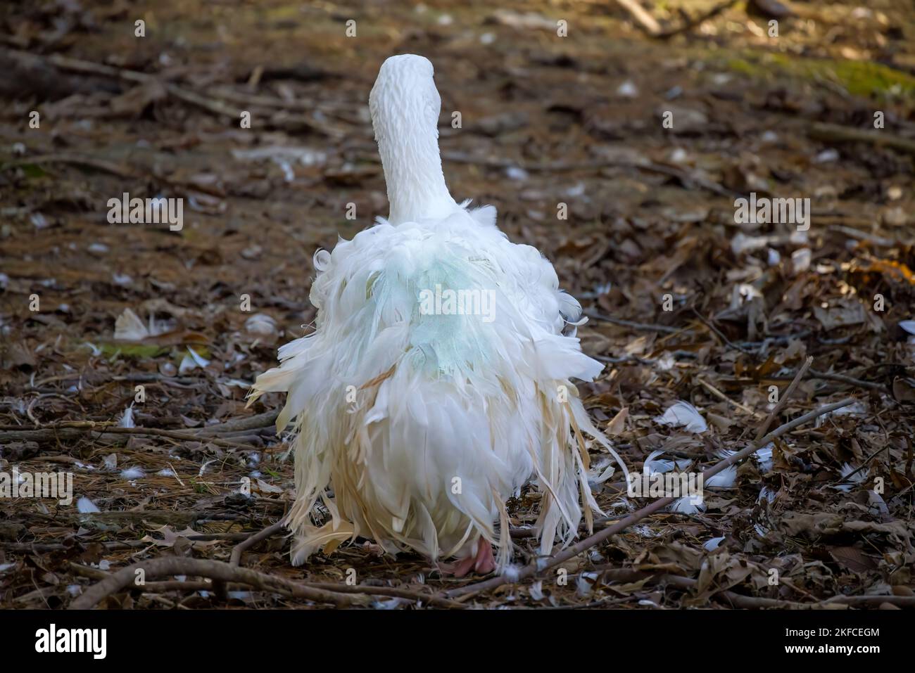 White Sebastopol goose. This domestic geese cannot fly due to the ...