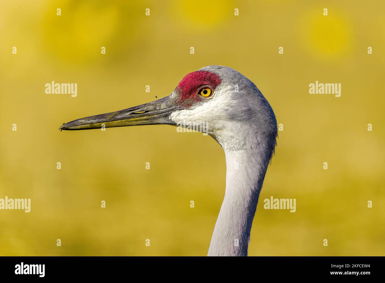 The sandhill crane(Antigone canadensis) . Native American bird a ...