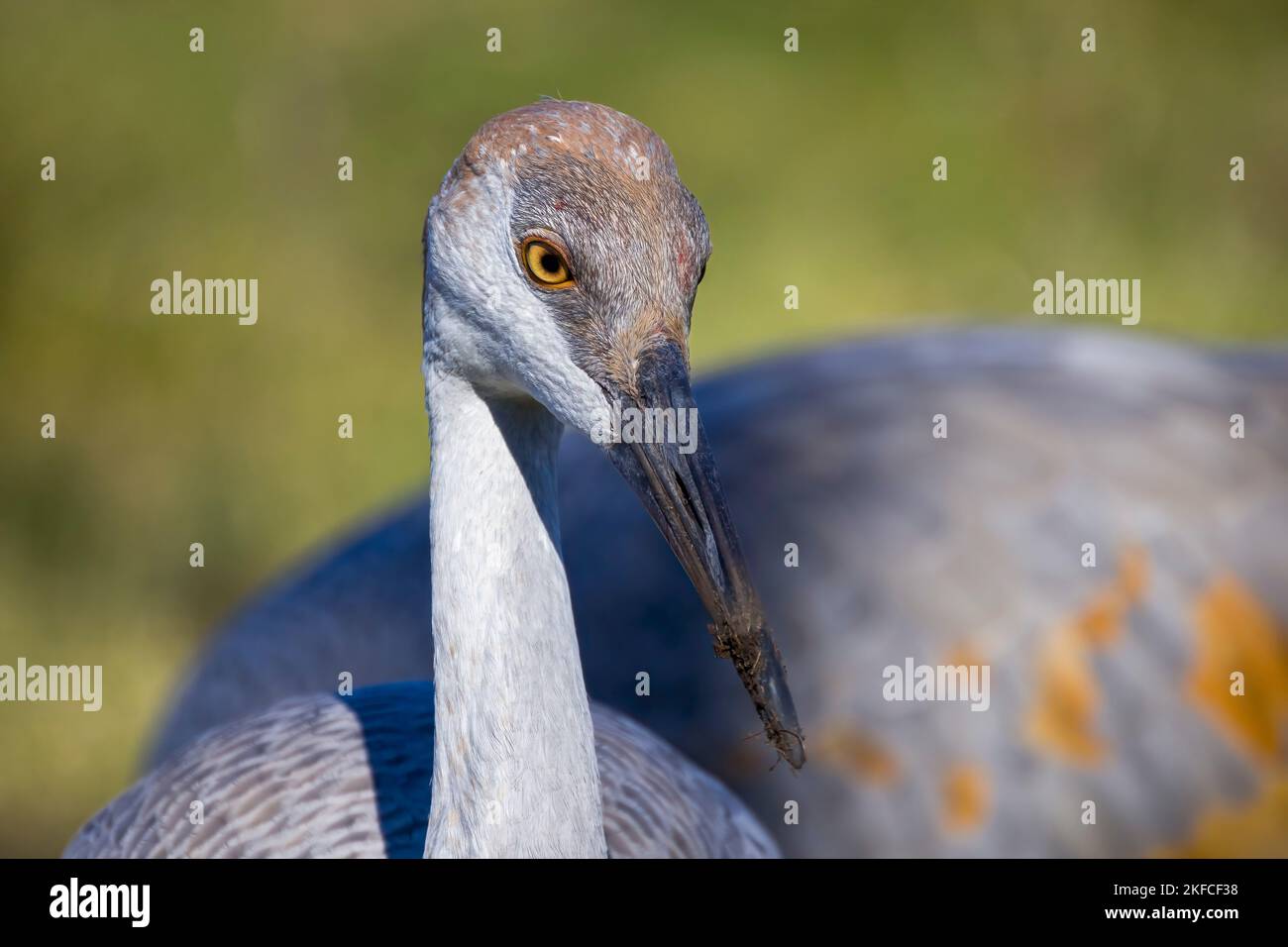 The sandhill crane(Antigone canadensis) . Native American bird a ...