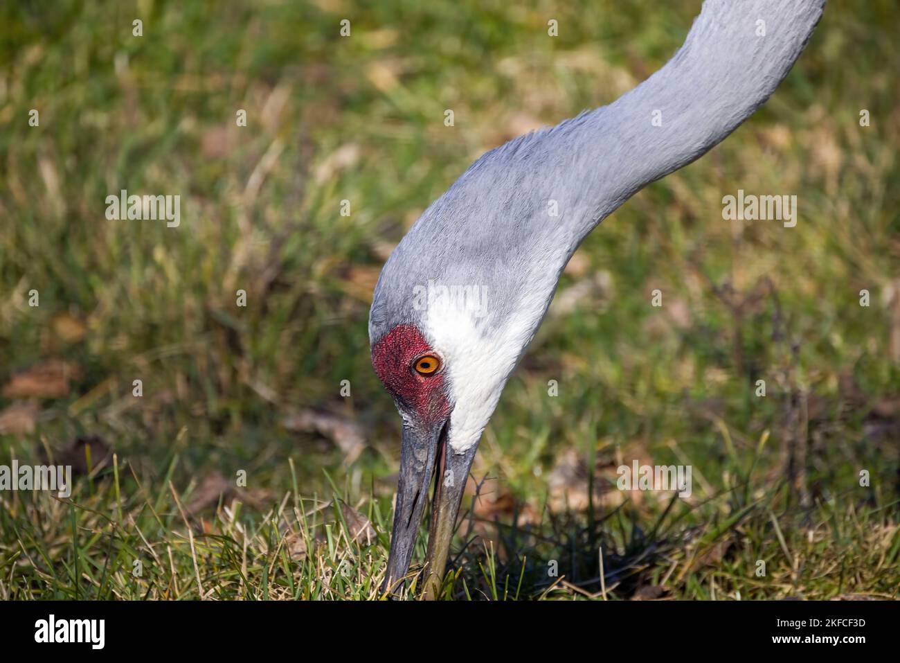The sandhill crane(Antigone canadensis) . Native American bird a ...