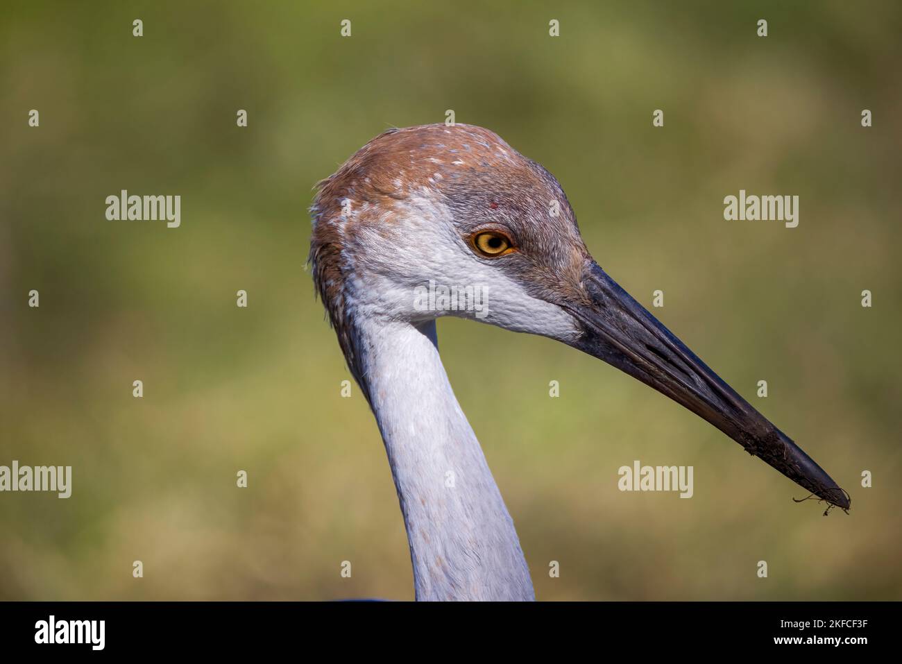 The sandhill crane(Antigone canadensis) . Native American bird a ...