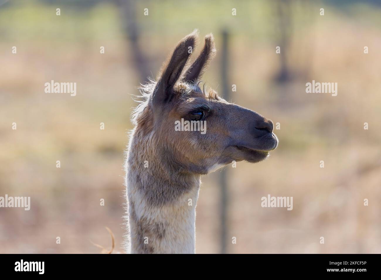 The llama (Lama glama) is a domesticated South American camel Stock ...