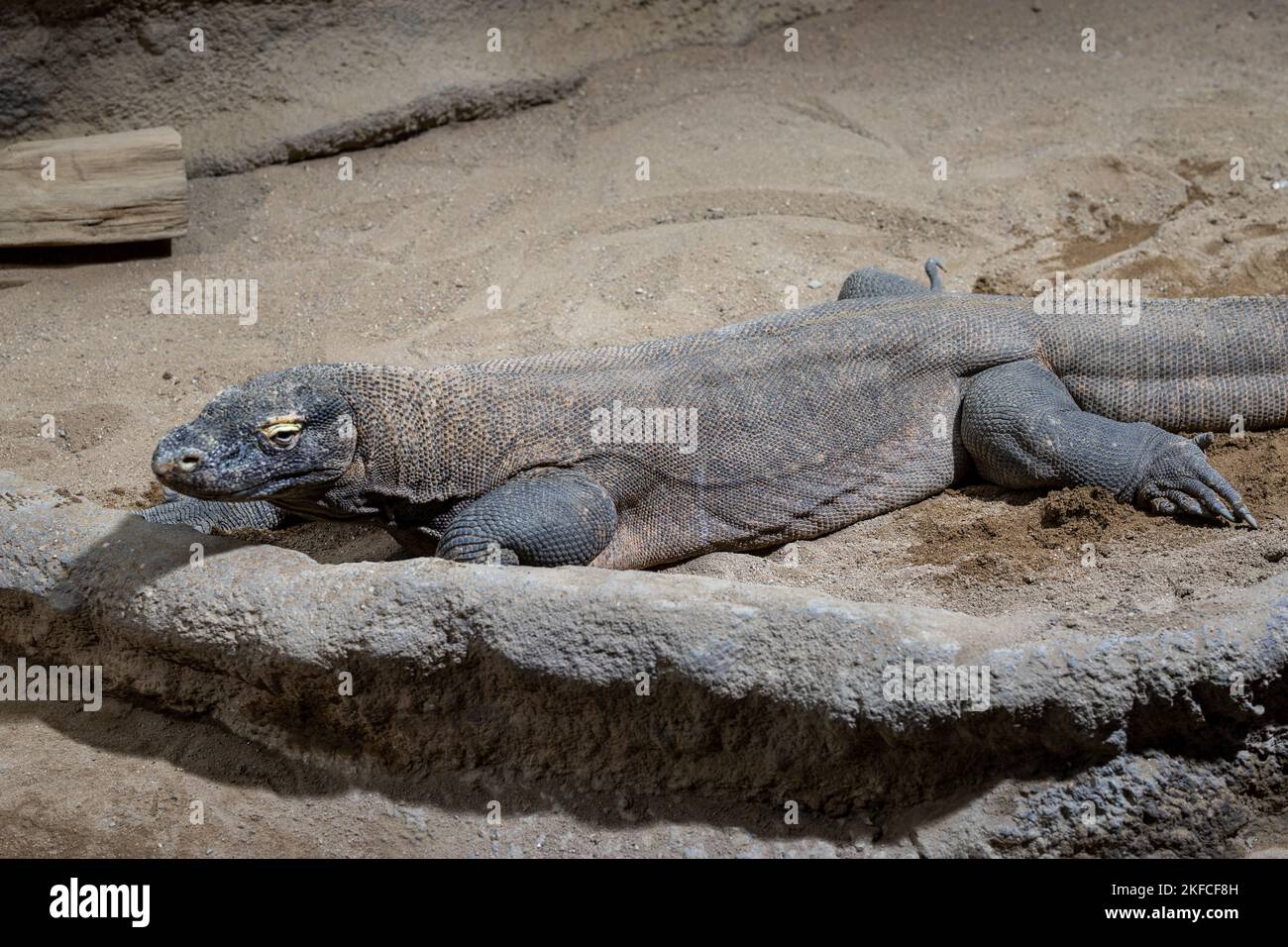 Closeup Savannah Monitor on Stone with Sand. A komodo dragon. Varan ...