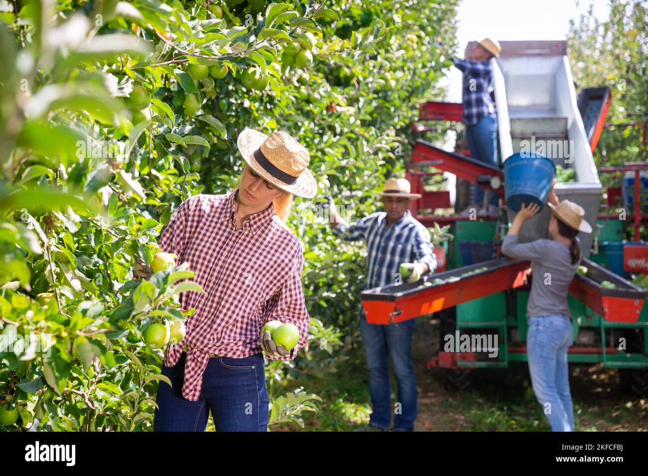 Professional farmer harvesting apples food hi-res stock photography and ...