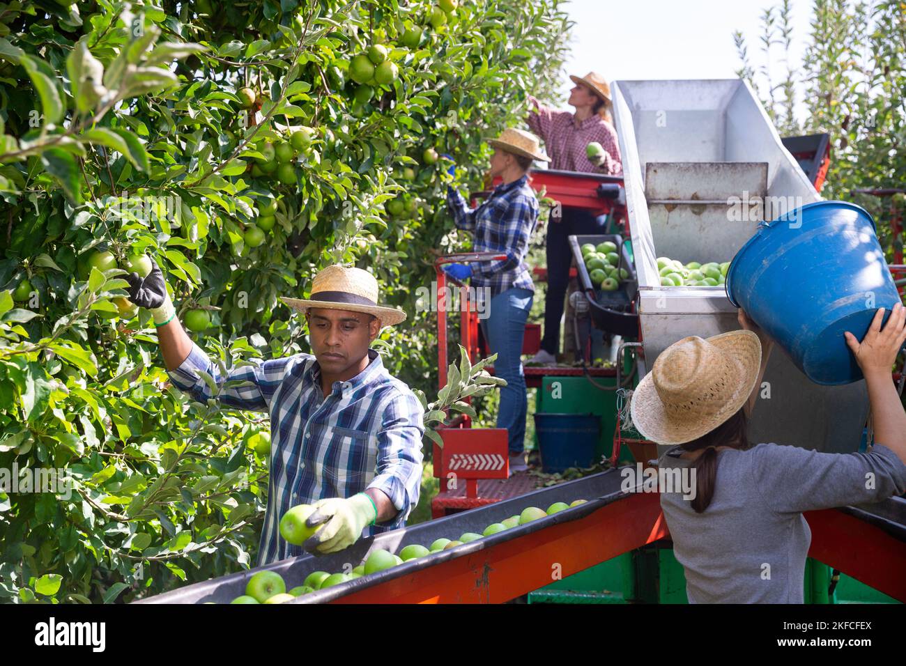Workers harvesting ripe apples using sorting machine Stock Photo - Alamy