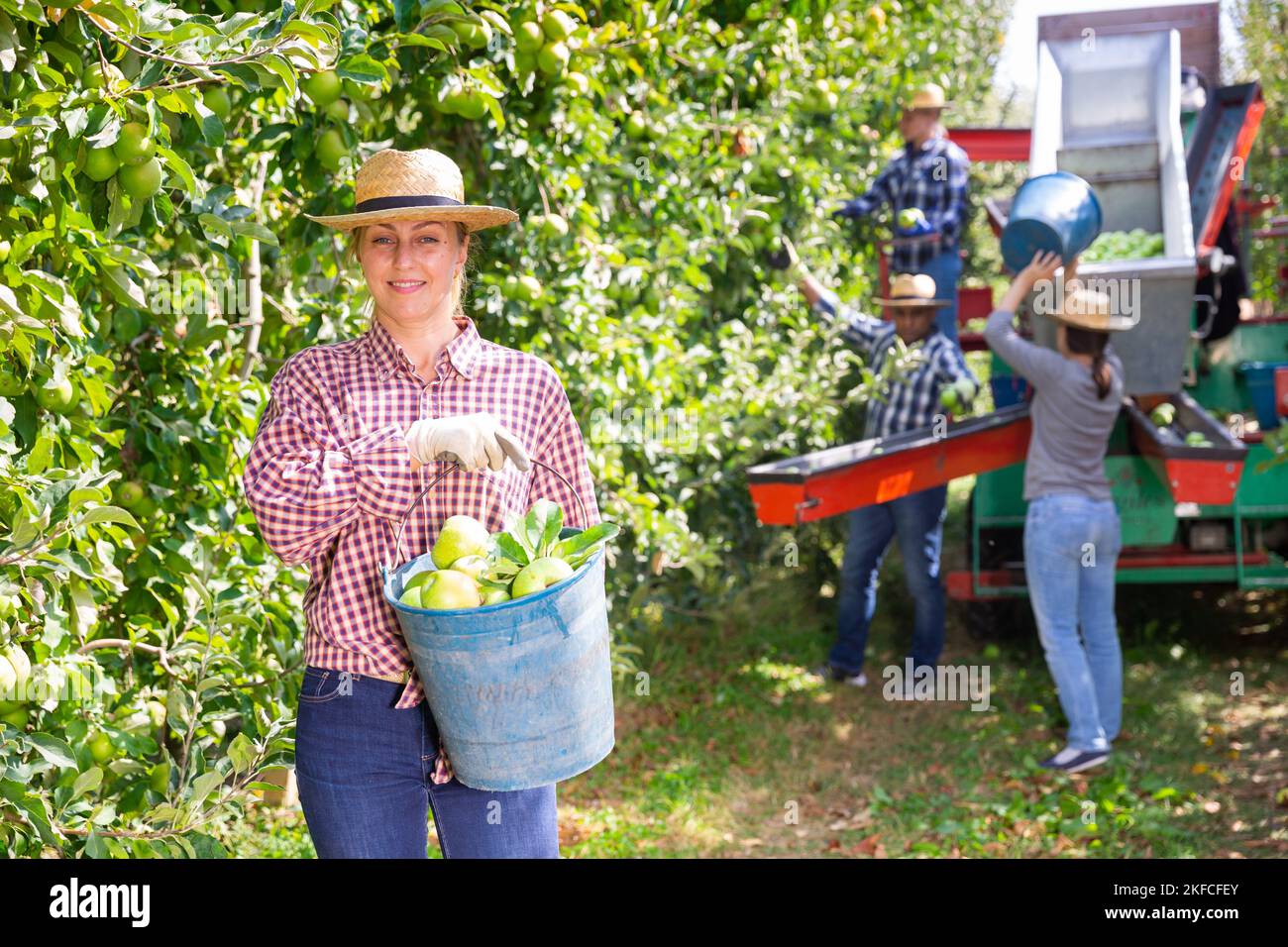 Woman holding bucket with harvested apples Stock Photo - Alamy