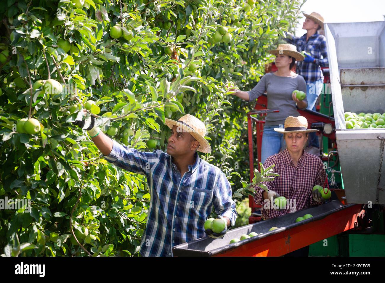 Workers harvesting ripe apples using sorting machine Stock Photo - Alamy