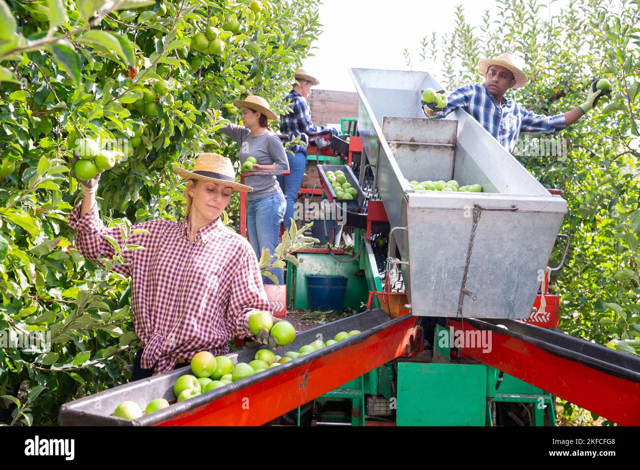 Workers harvesting ripe apples using sorting machine Stock Photo - Alamy