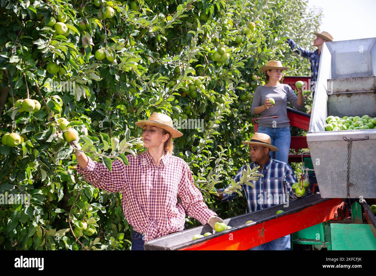Workers harvesting ripe apples using sorting machine Stock Photo - Alamy