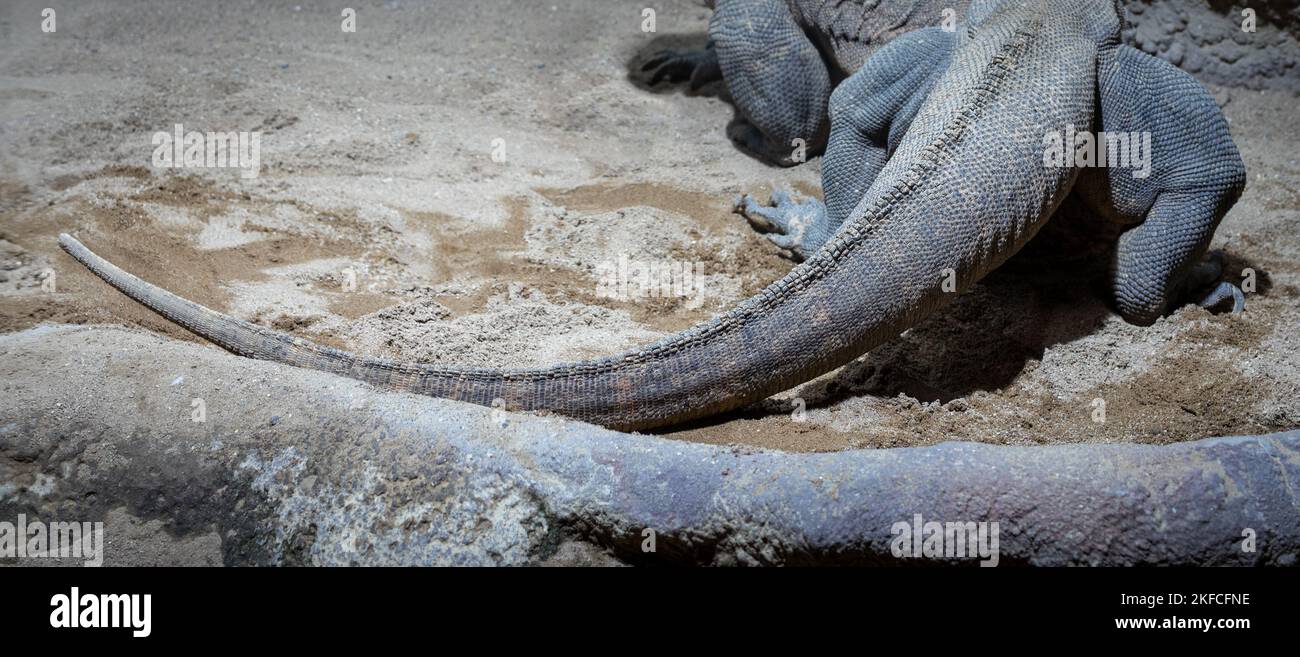 Komodo dragon rear view. Varan. Close-up of monitor lizard in the zoo ...