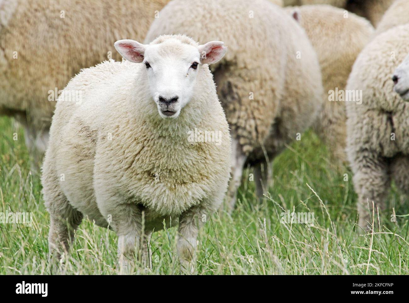 Sheep new zealand hi-res stock photography and images - Alamy