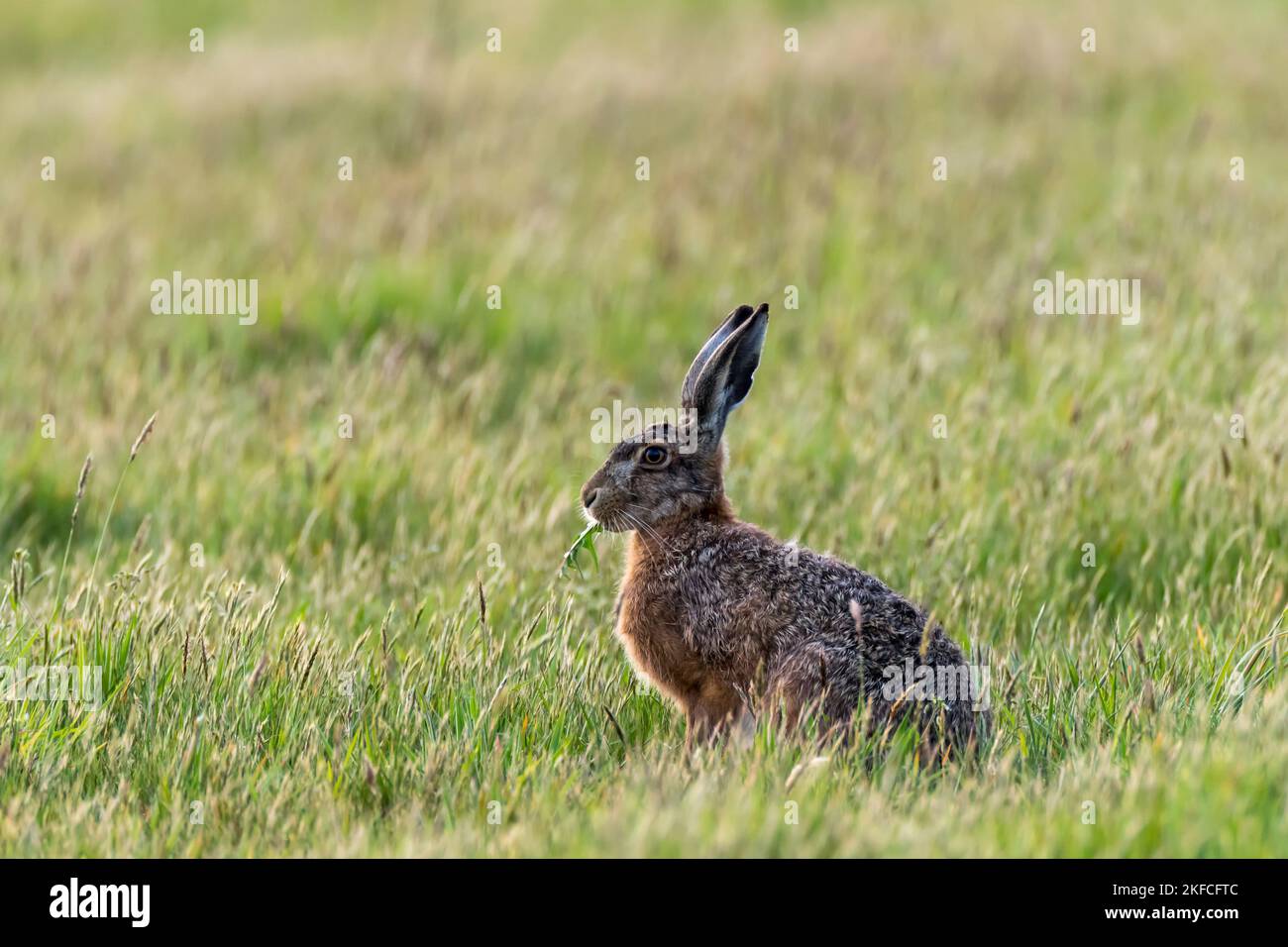 Sitting hare side profile hi-res stock photography and images - Alamy