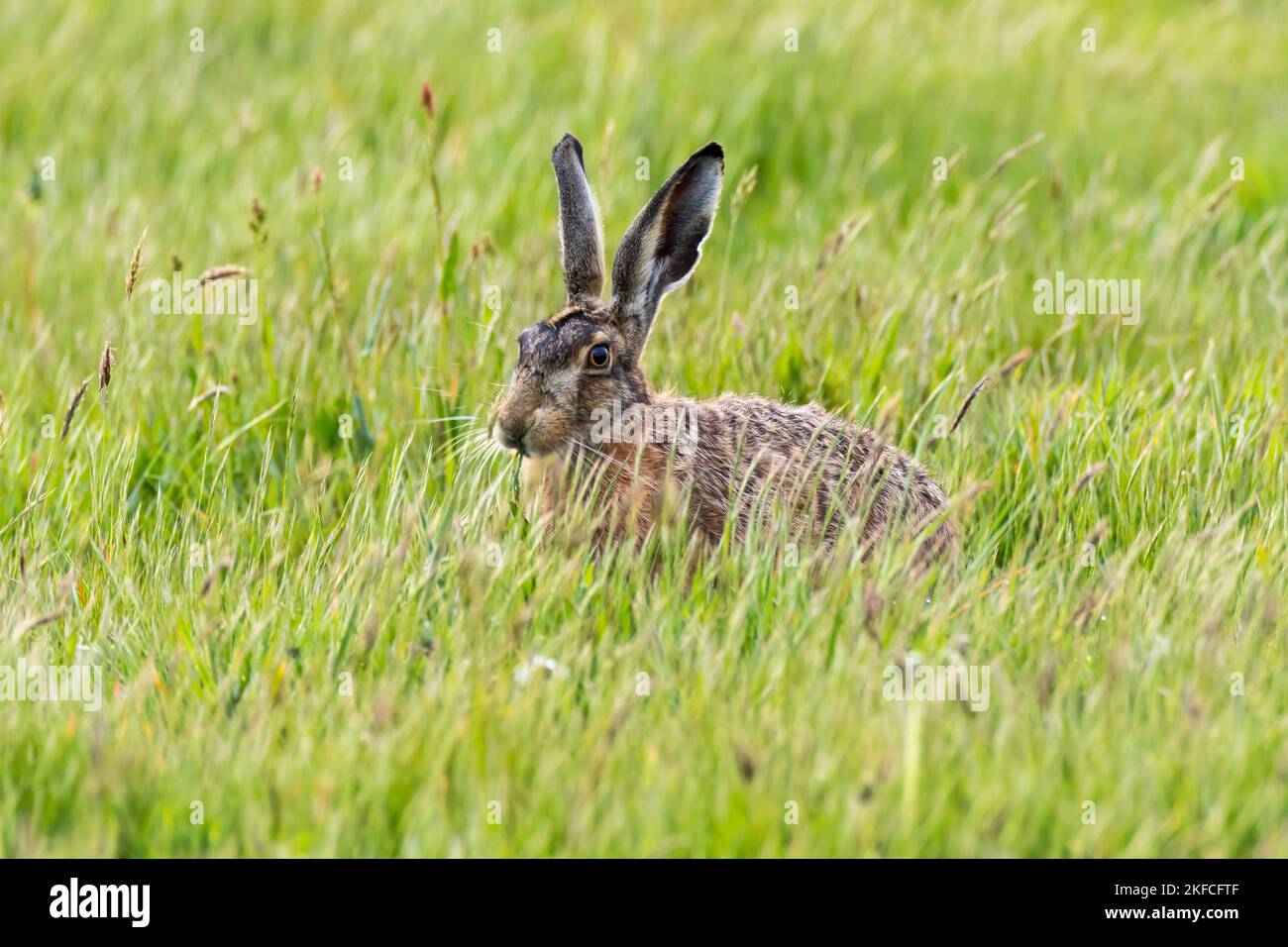 Side view portrait brown hare hi-res stock photography and images - Alamy