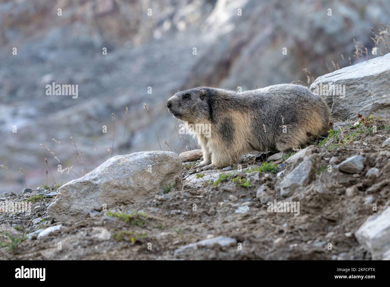Sitting marmot hi-res stock photography and images - Alamy