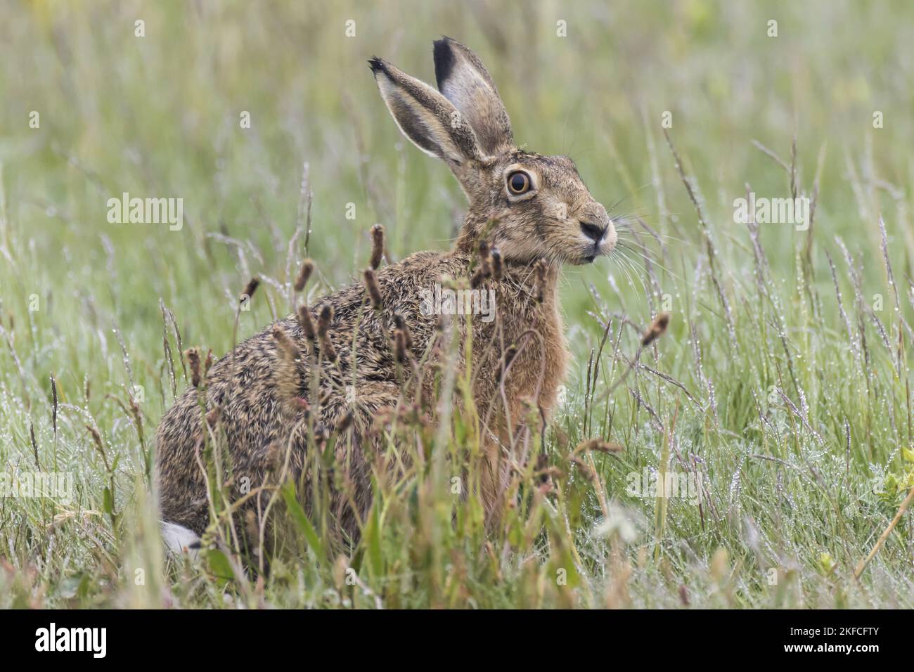 Sitting hare side profile hi-res stock photography and images - Alamy