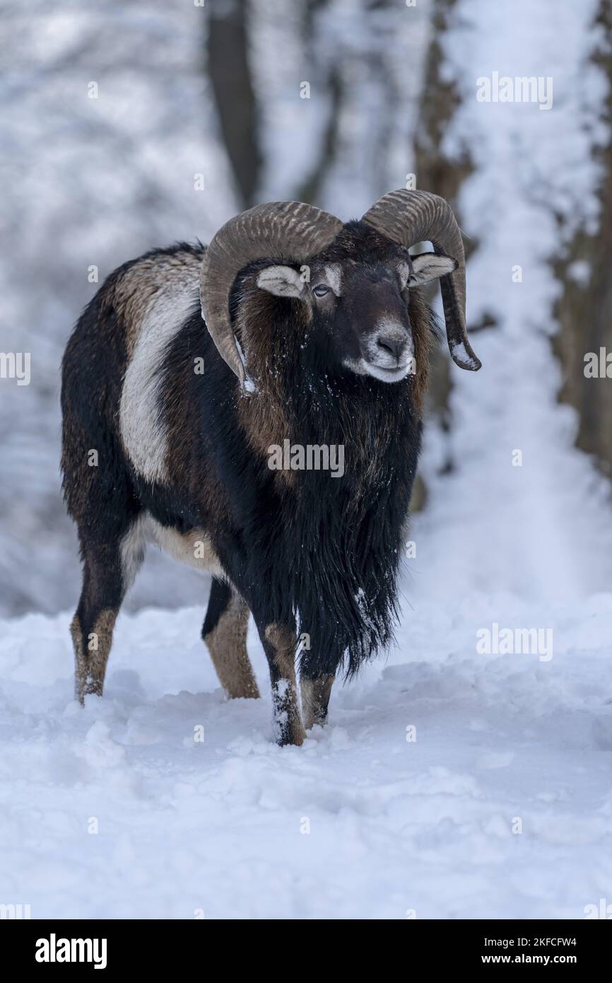 Male mouflon ovis orientalis walking hi-res stock photography and ...