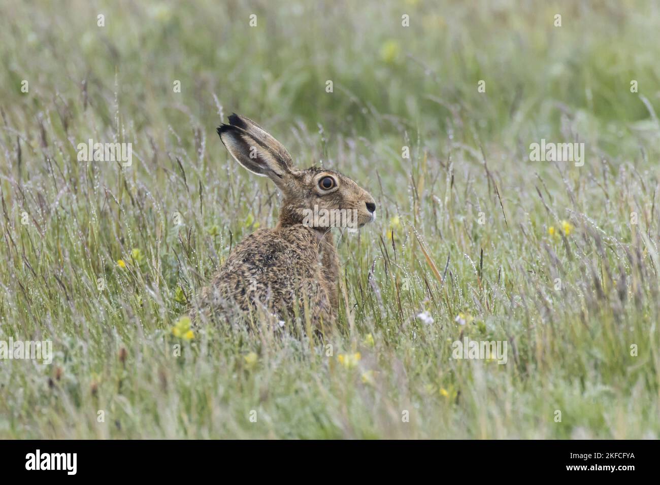 Hare greenfield hi-res stock photography and images - Alamy